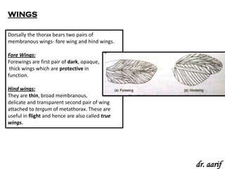 Animal types cockroach | PPSX