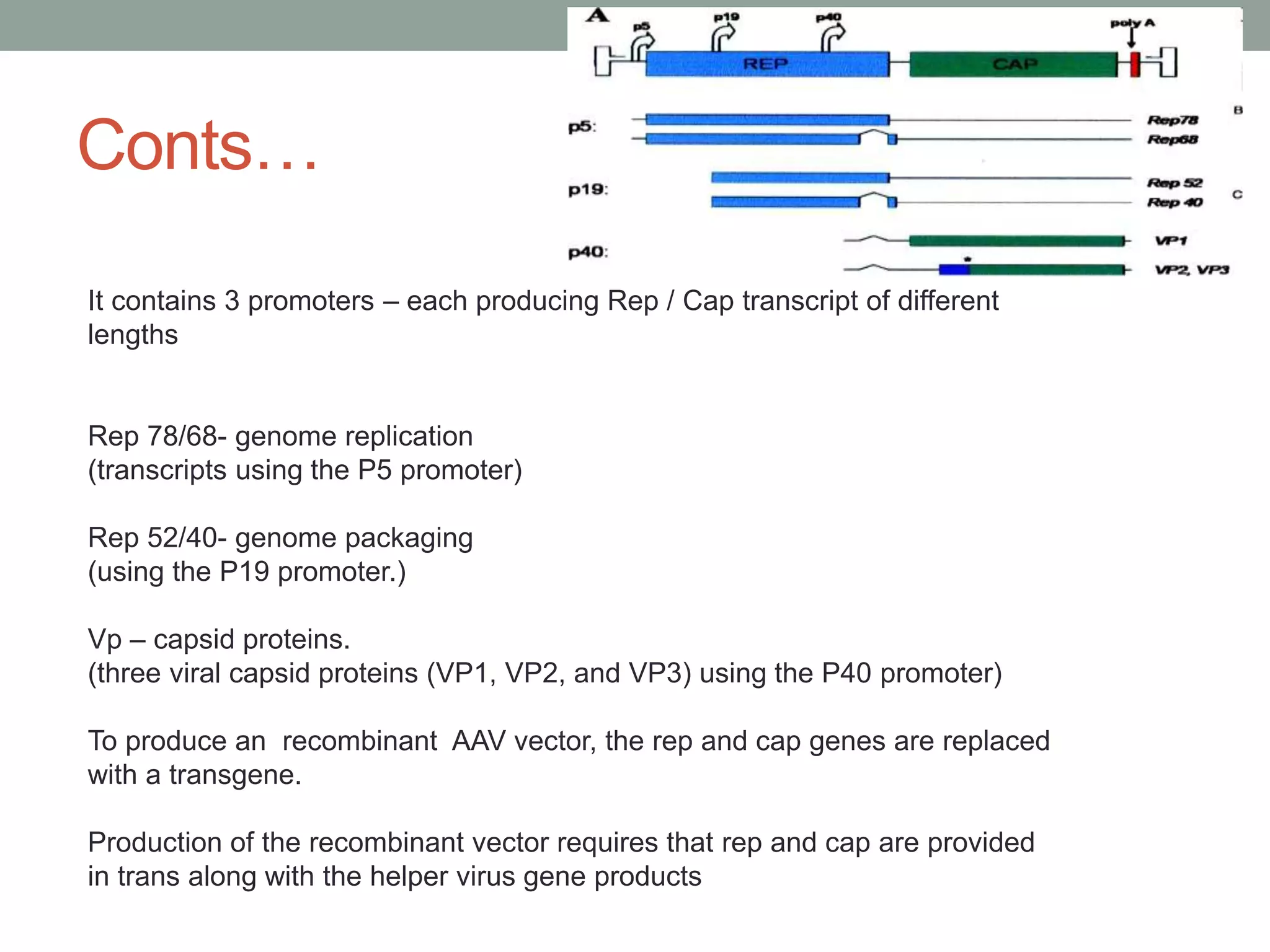 Animal viral based vectors | PPTX