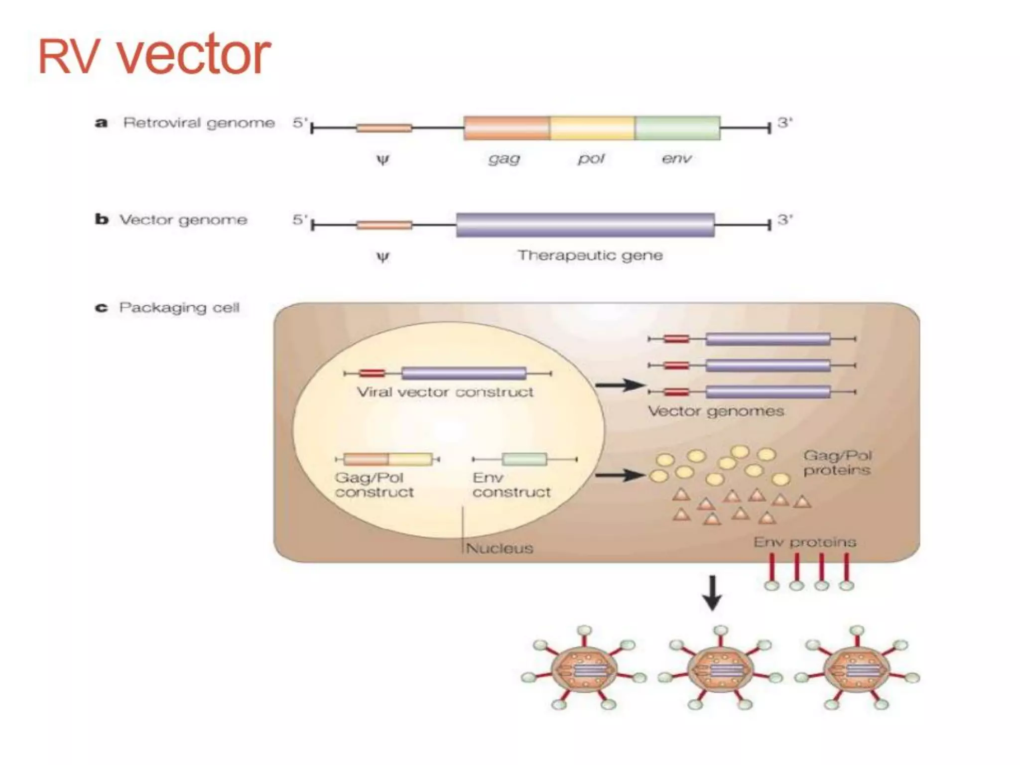 Animal viral vector | PDF