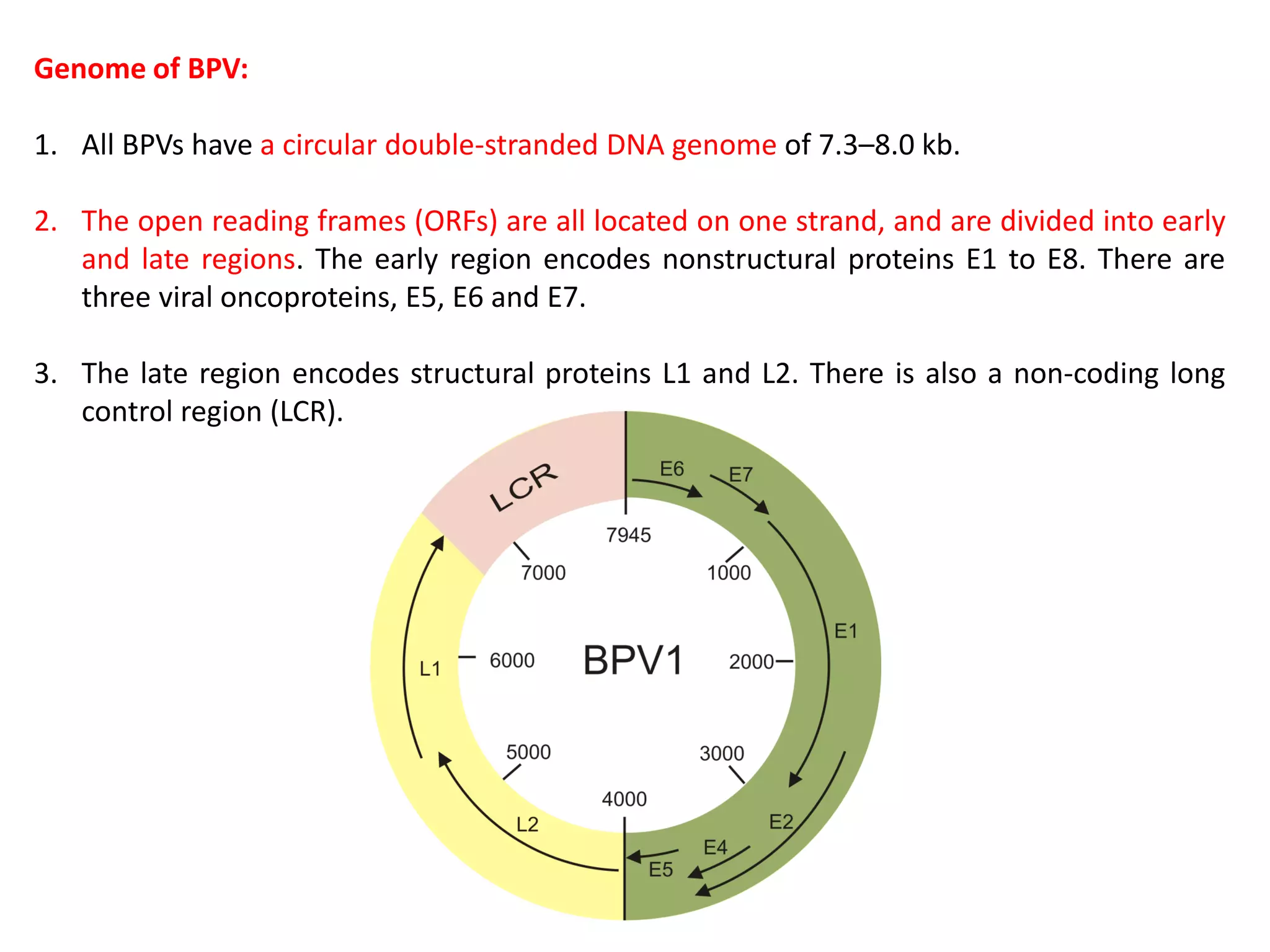 Animal viral vector | PDF