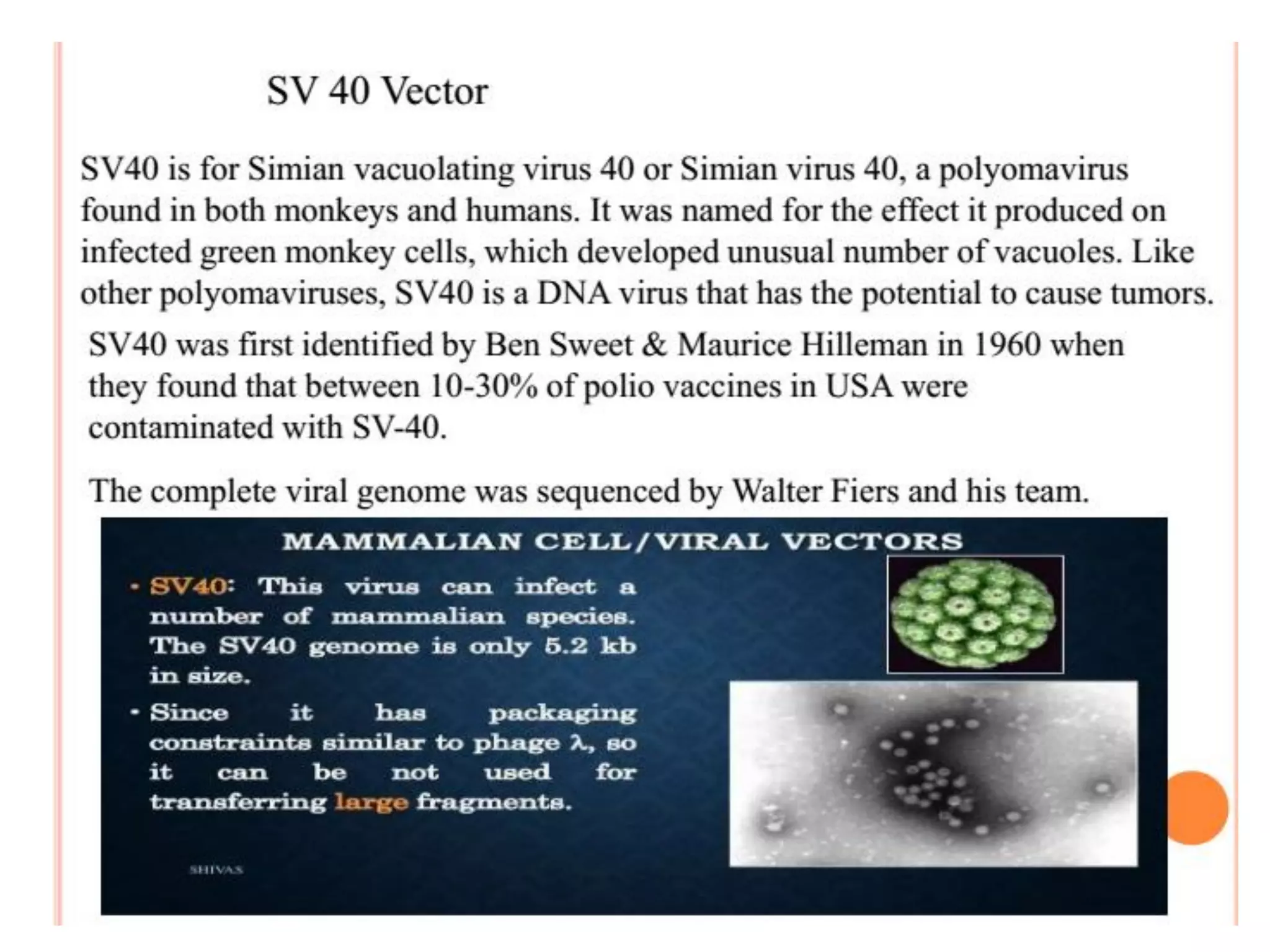 Animal viral vector | PDF