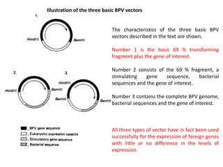 Animal viral vector | PDF
