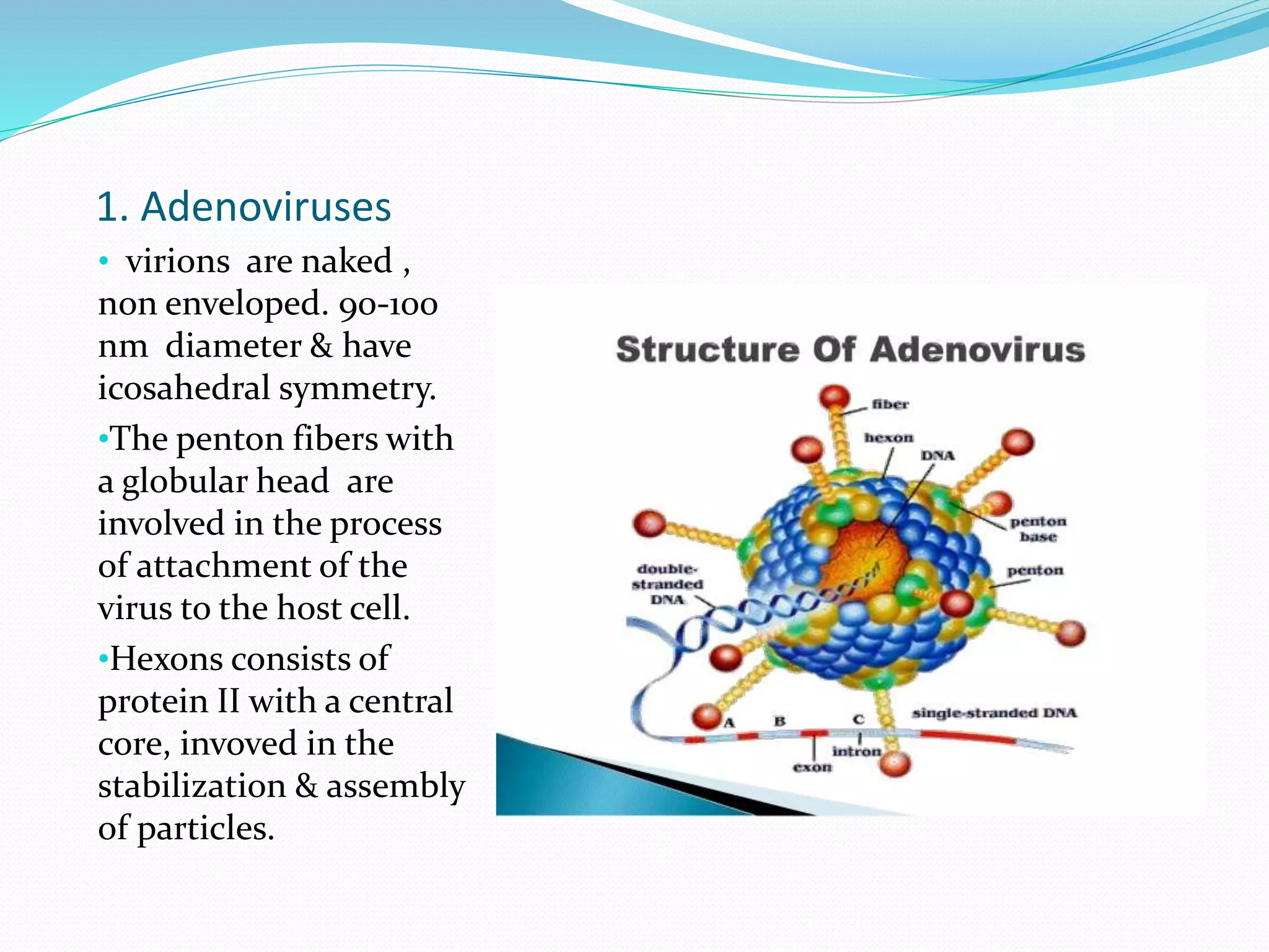 Animal viruses | PPTX