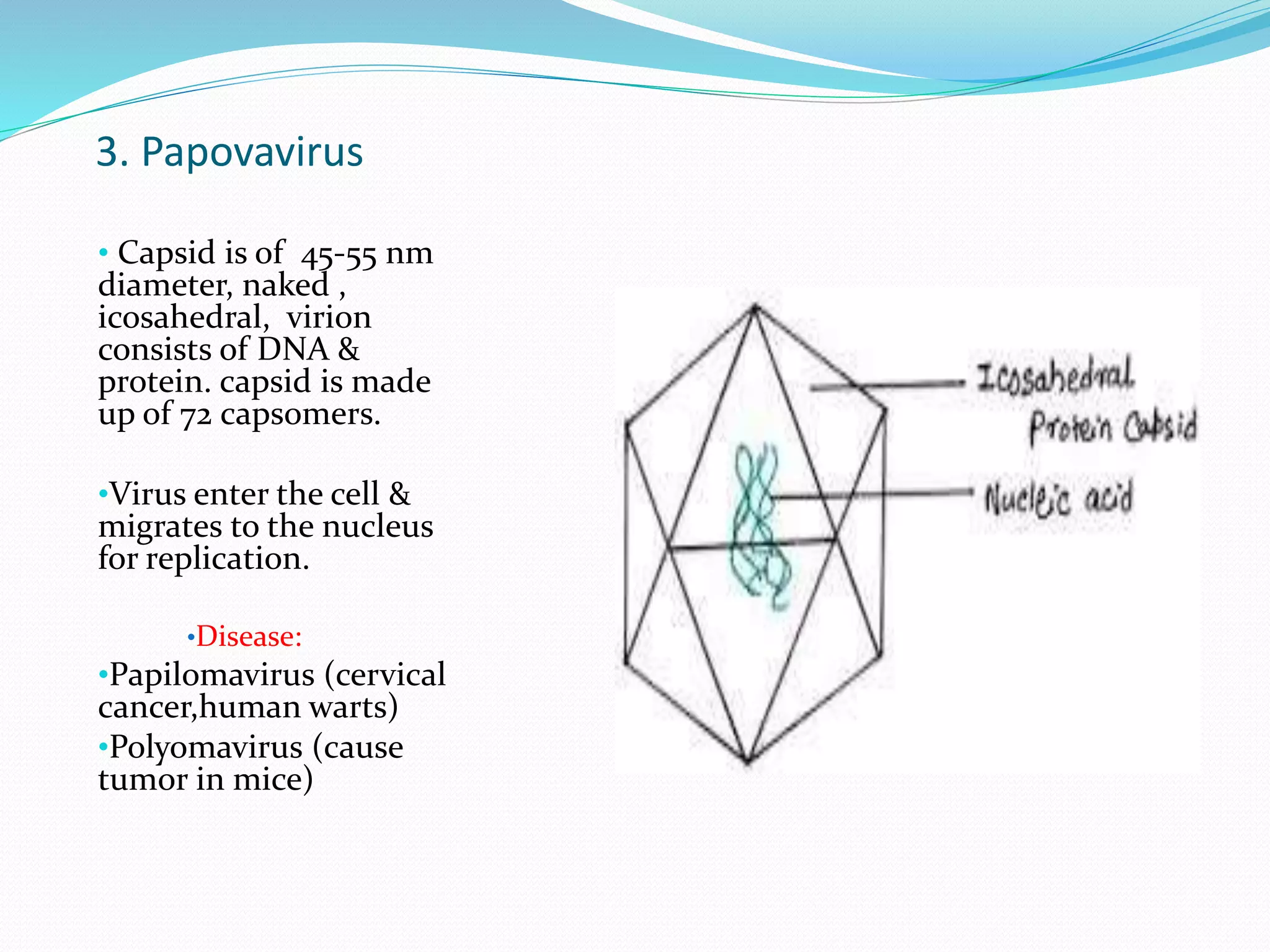 Animal viruses | PPTX