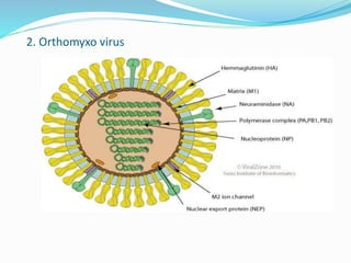 Animal Virus Structure