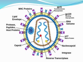 Animal Virus Structure
