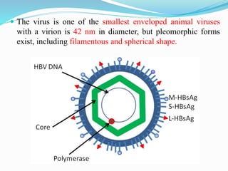Animal viruses Hepatitis B virus Herps simplex virus HIV virus | PPTX