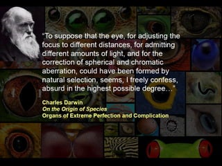 Animal vision | PPT
