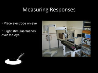 Animal vision | PPT