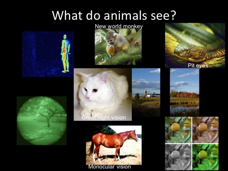 Animal vision