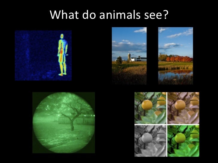 Animal vision