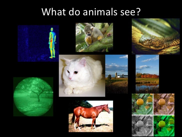 Animal vision nsta 102911