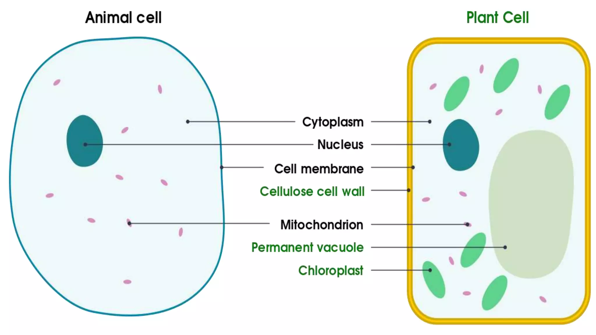 Animal vs plant cells.pptx