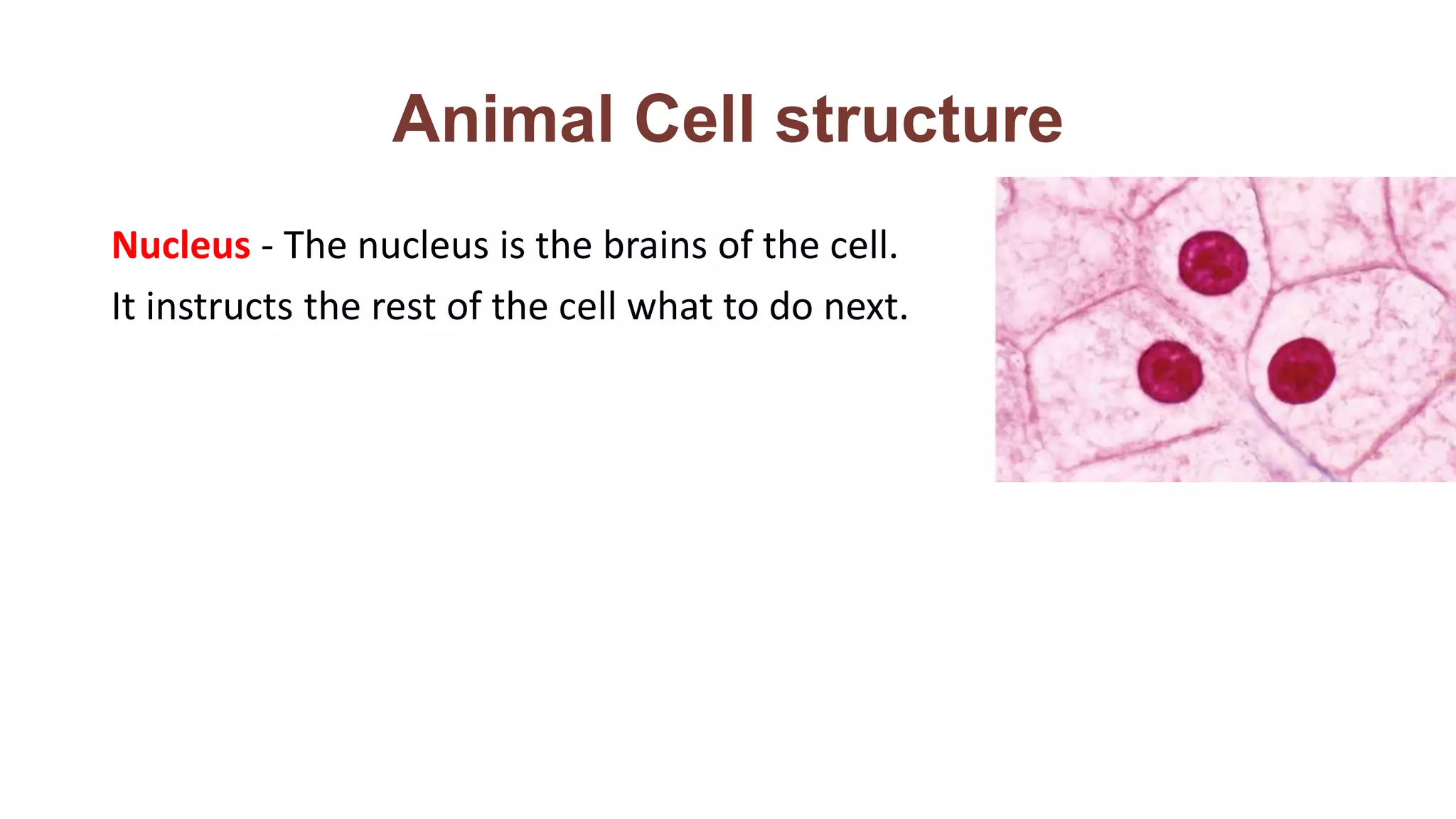 Animal vs plant cells.pptx
