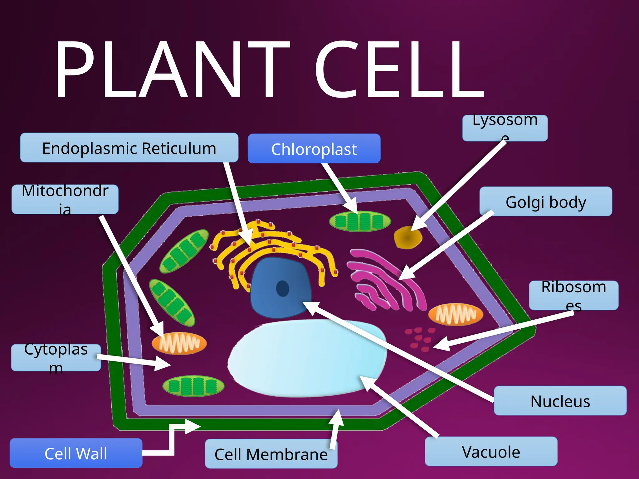 animal__vs_plant_cell_with_organelles (1).pptx