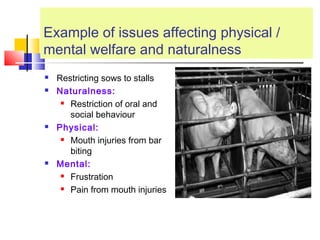 Animal welfare | PPT