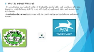 Animal welfare | PPTX