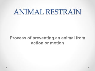 Animal welfare, animal handling & animal restrain | PPT