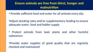 Animal Welfare in Dairy cattle production system.ppt