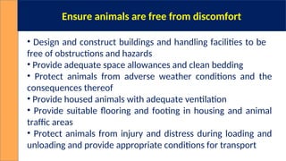 Animal Welfare in Dairy cattle production system.ppt