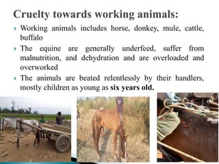 Animal welfare awareness campaigns | PPT