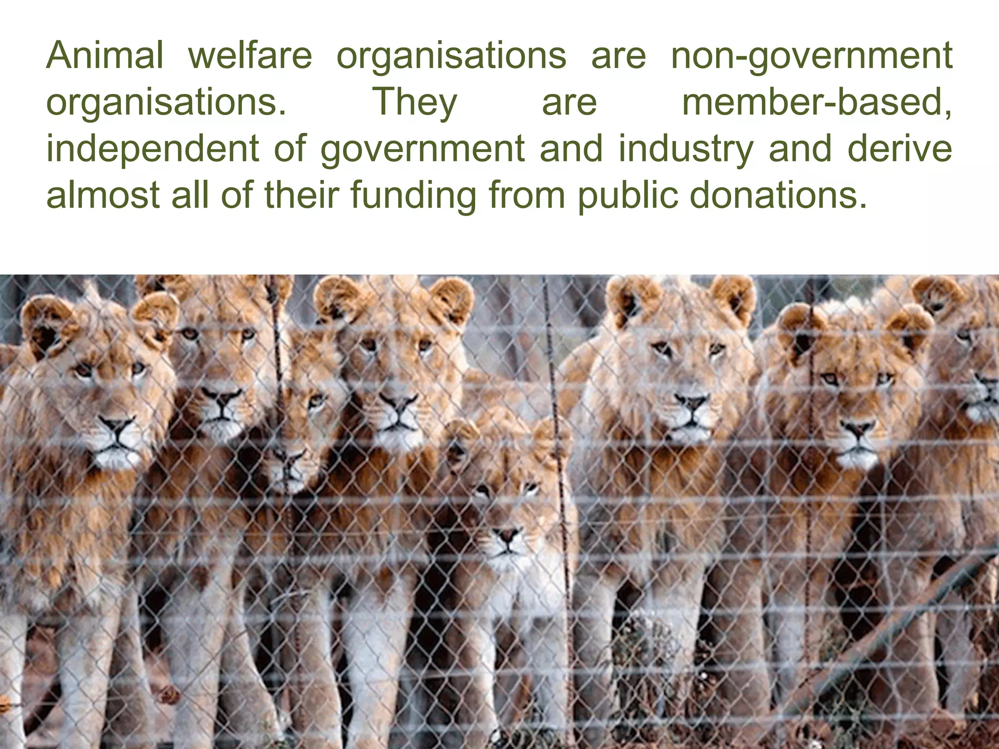 Animal Welfare Organisations | PPT