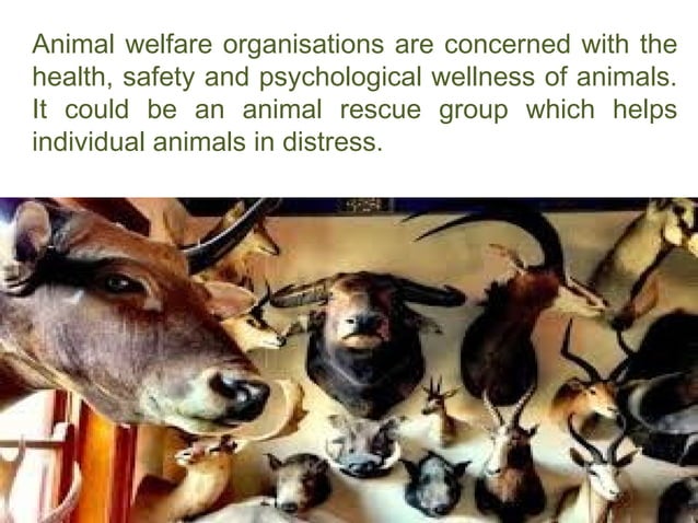 Animal Welfare Organisations | PPT