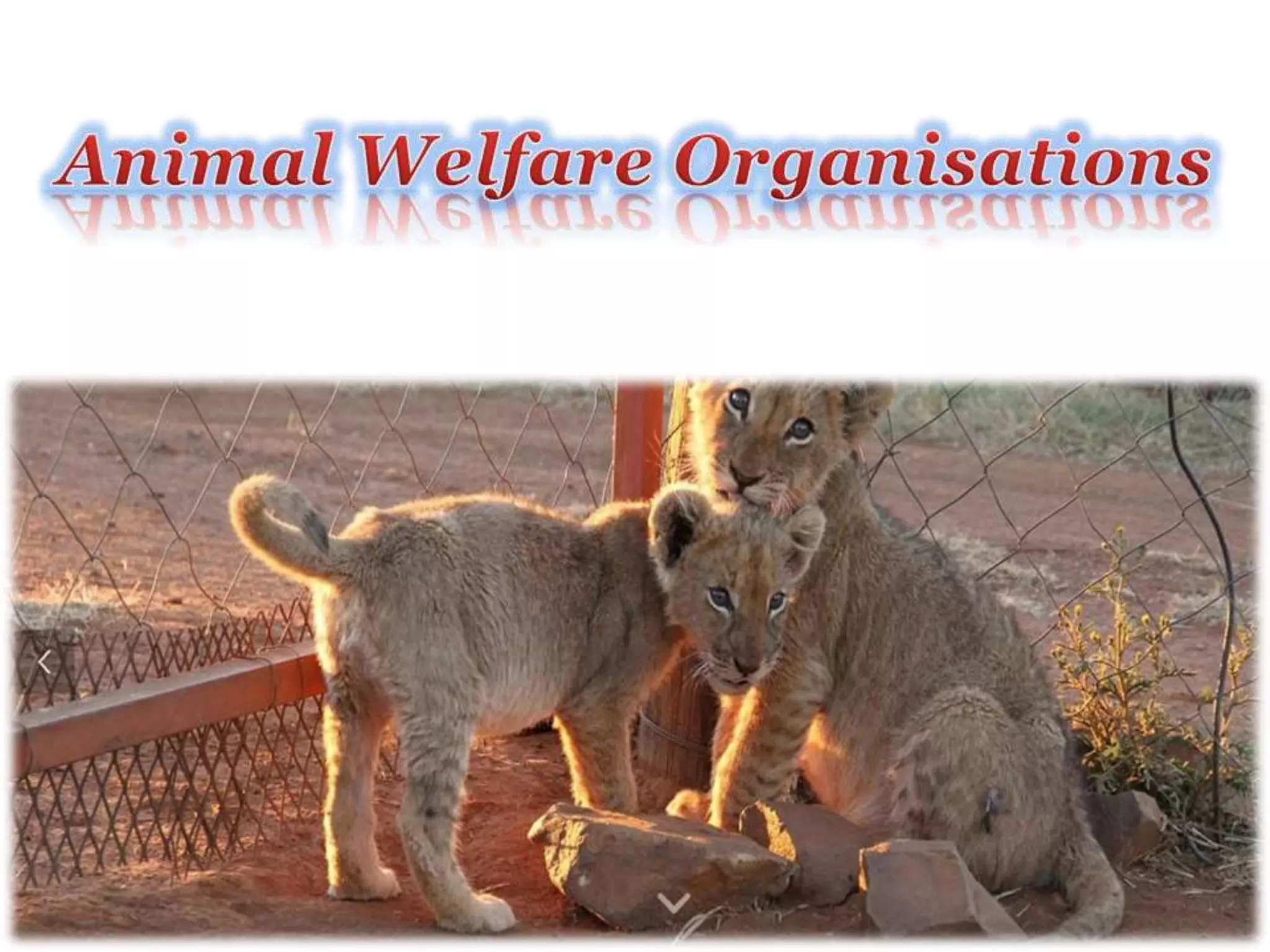 Animal Welfare Organisations | PPTX