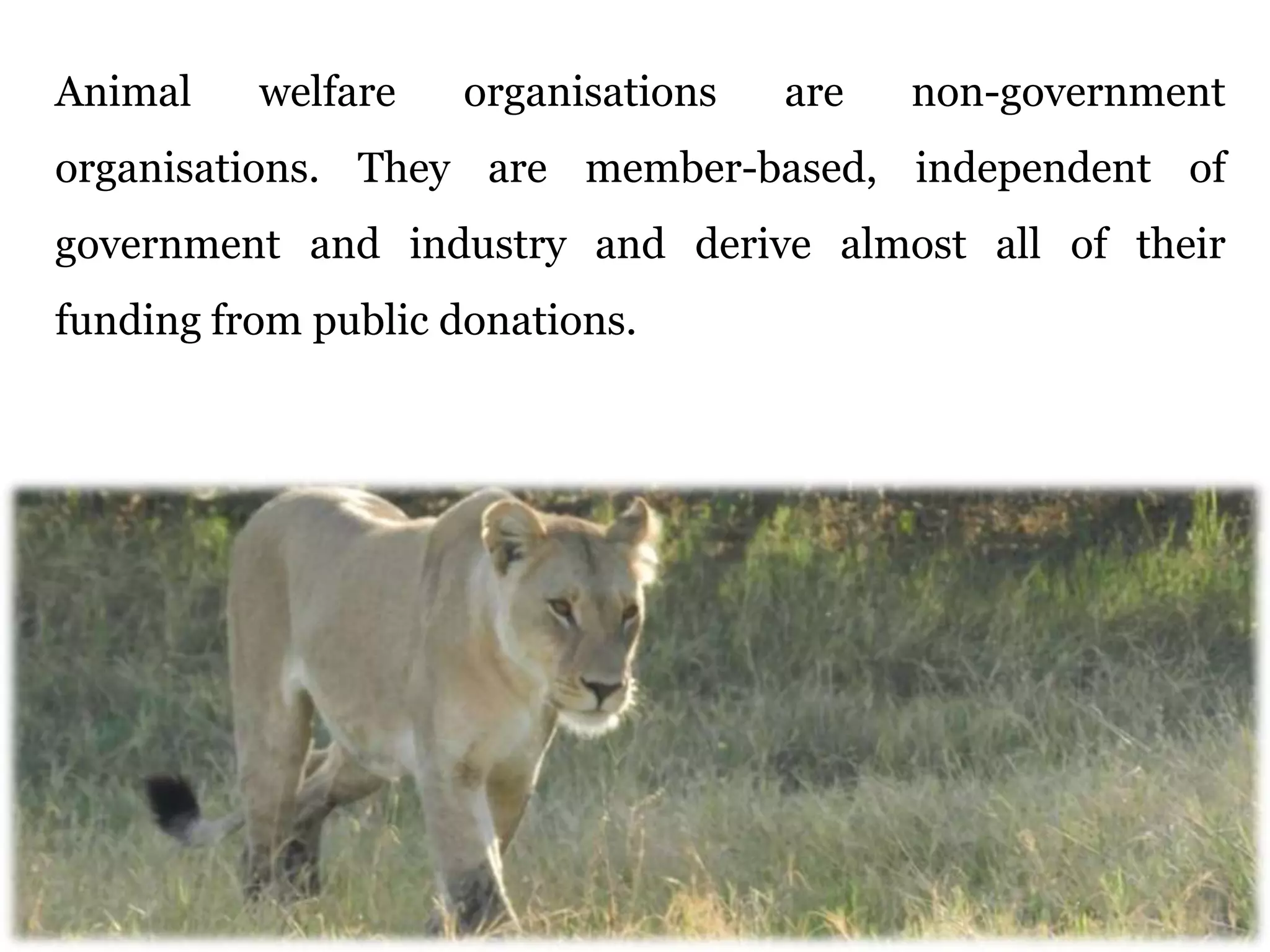 Animal Welfare Organisations | PPTX