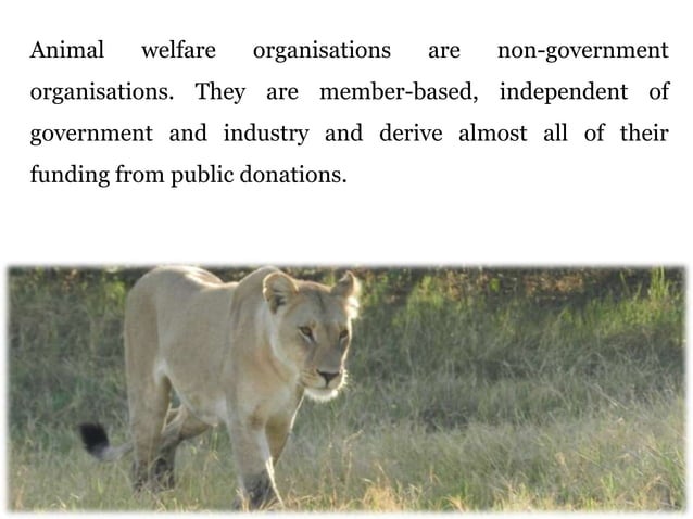 Animal Welfare Organisations | PPT