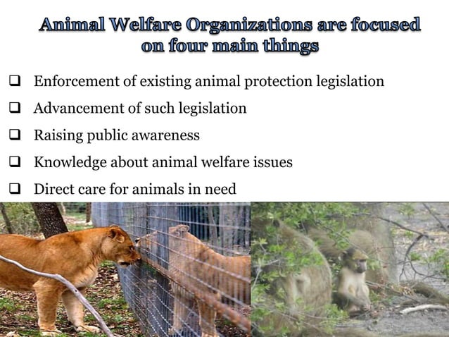 Animal Welfare Organisations | PPT