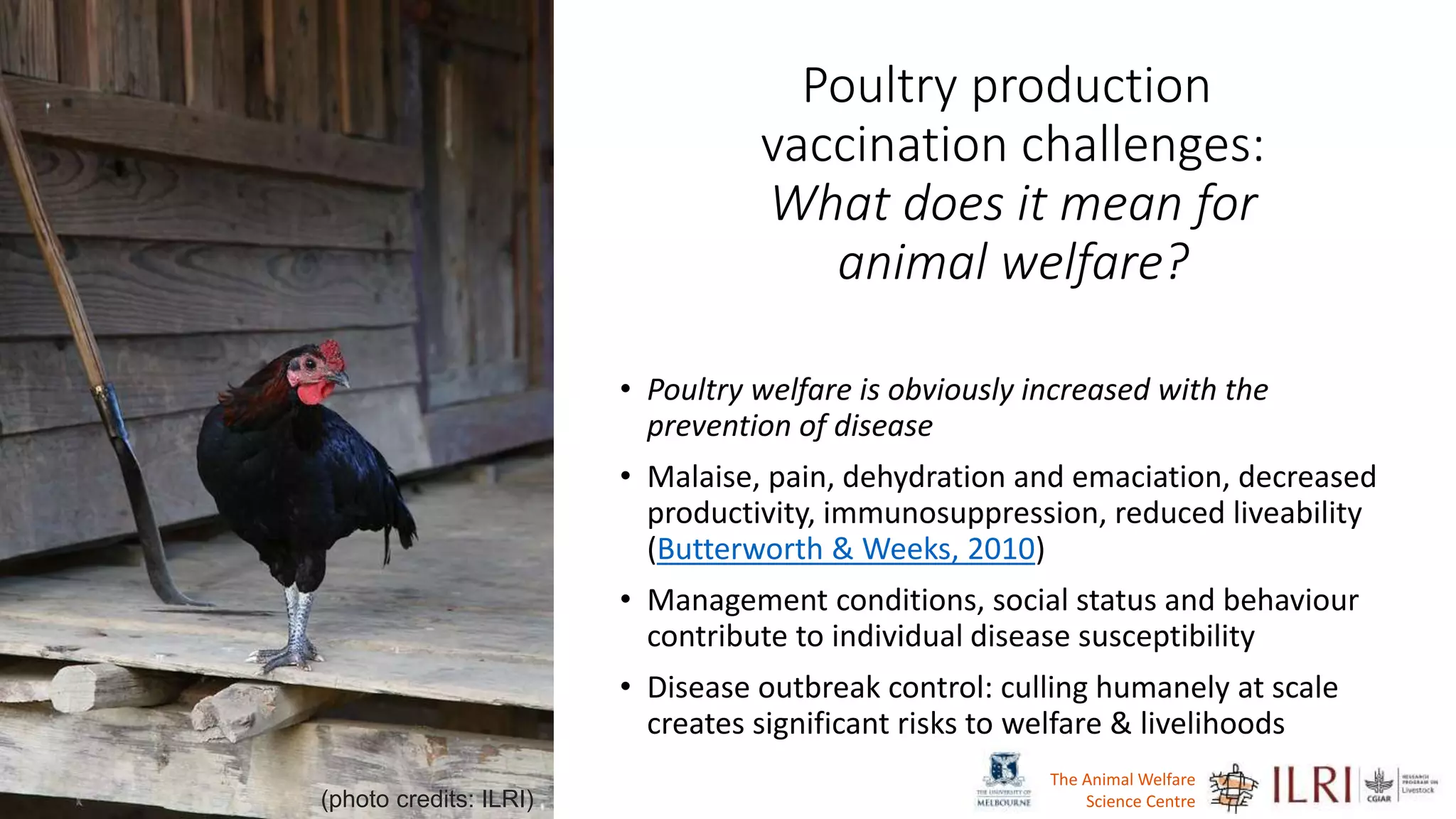 Poultry production vaccination challenges: What does it mean for animal ...