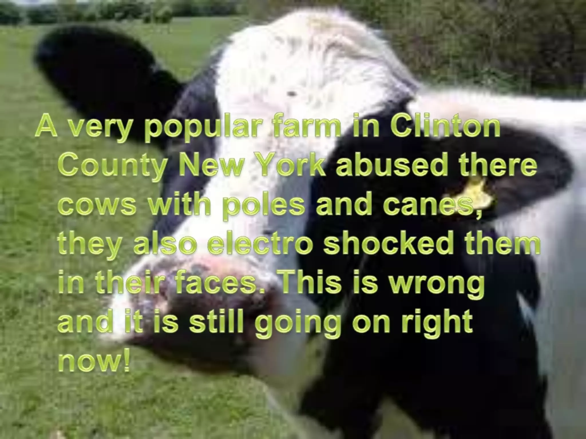 Animal welfare presentation ashley ripplinger | PPTX