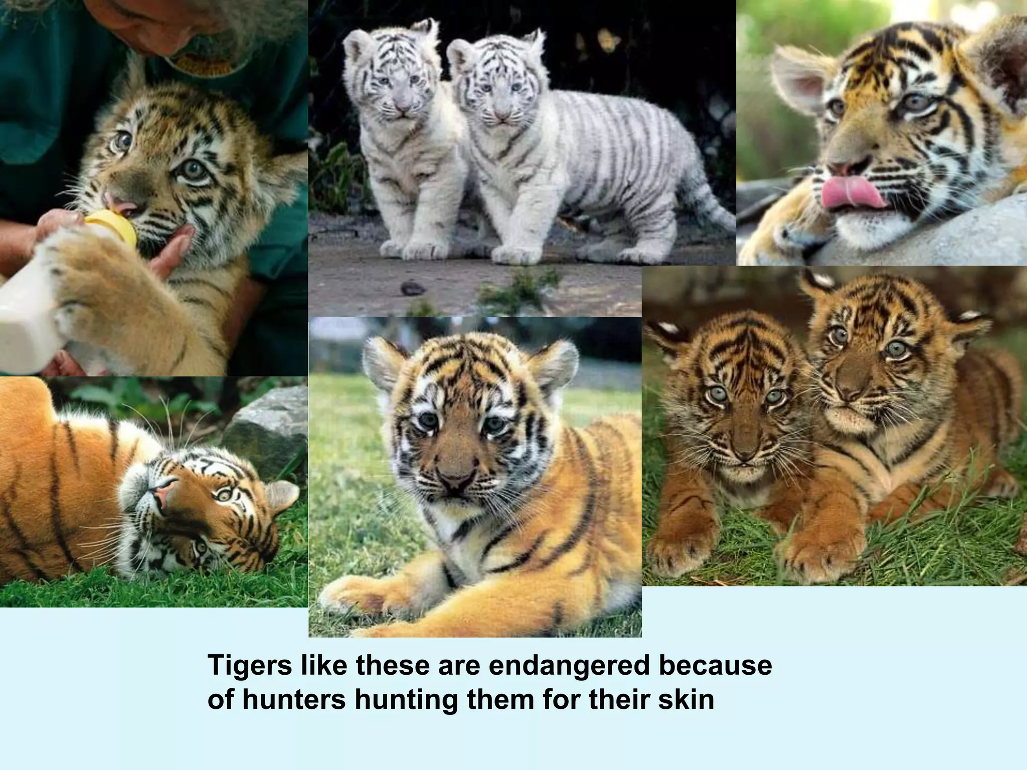 Animal welfare presentation ashley ripplinger | PPTX