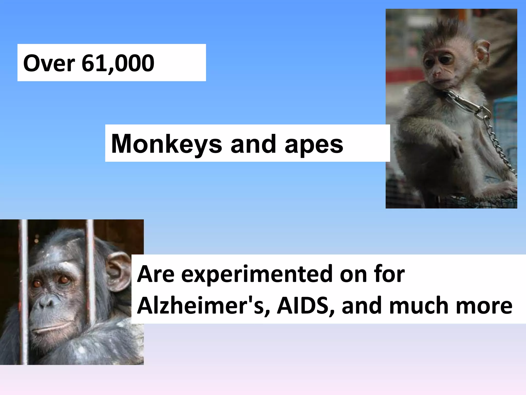 Animal welfare presentation ashley ripplinger | PPTX