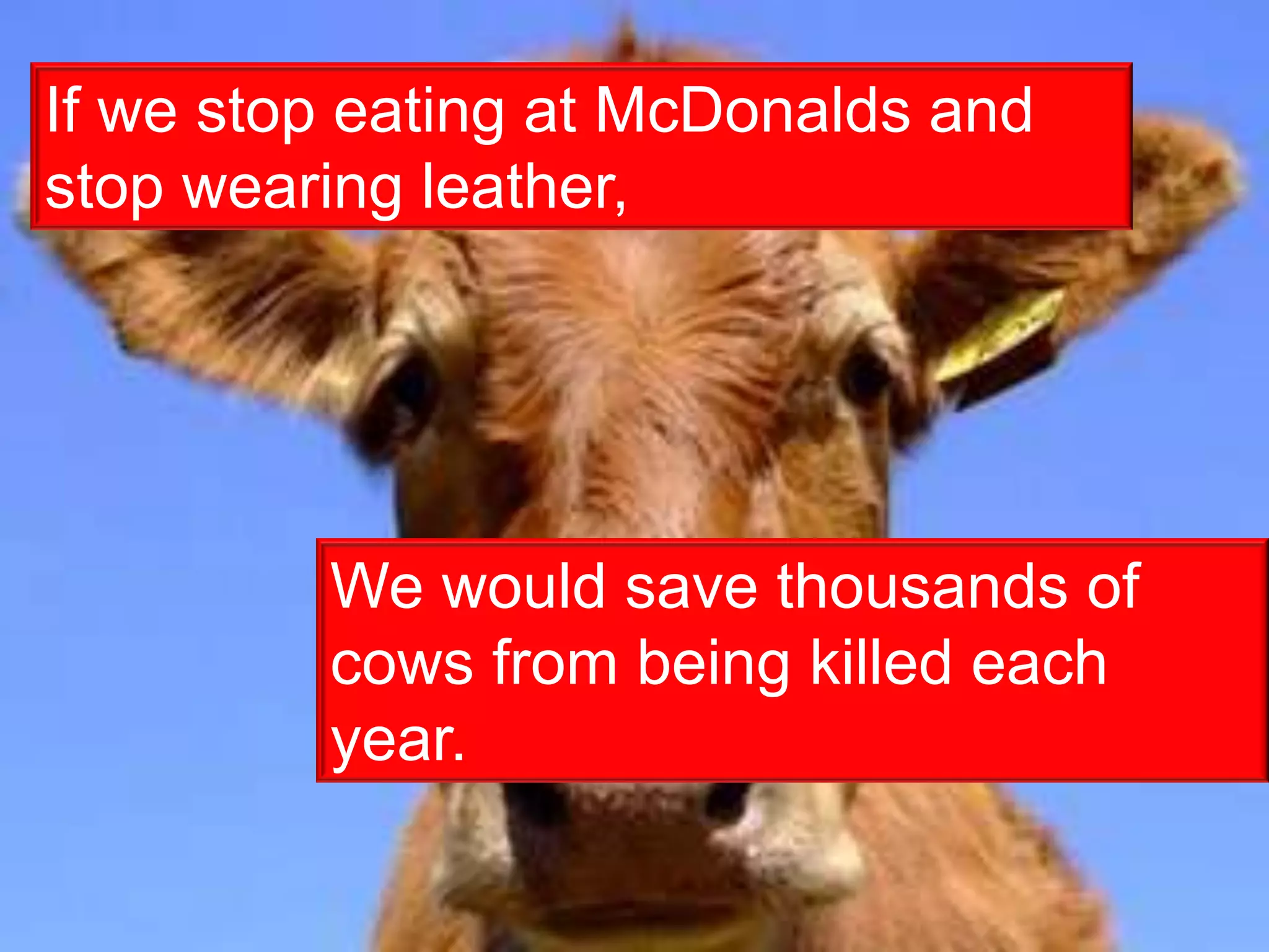 Animal welfare presentation ashley ripplinger | PPTX