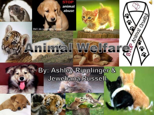 Animal welfare presentation ashley ripplinger | PPTX