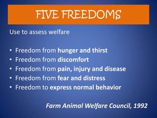 Animal welfare | PPTX