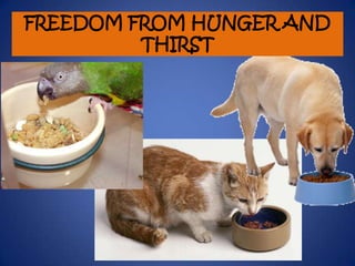 Animal welfare | PPTX