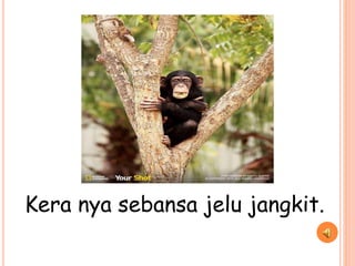 Animasyen Nyepil Leka Jaku - Bansa Jelu (Bahasa Iban) | PPTX