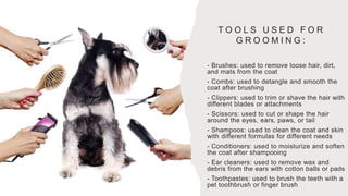Grooming Project | PPTX