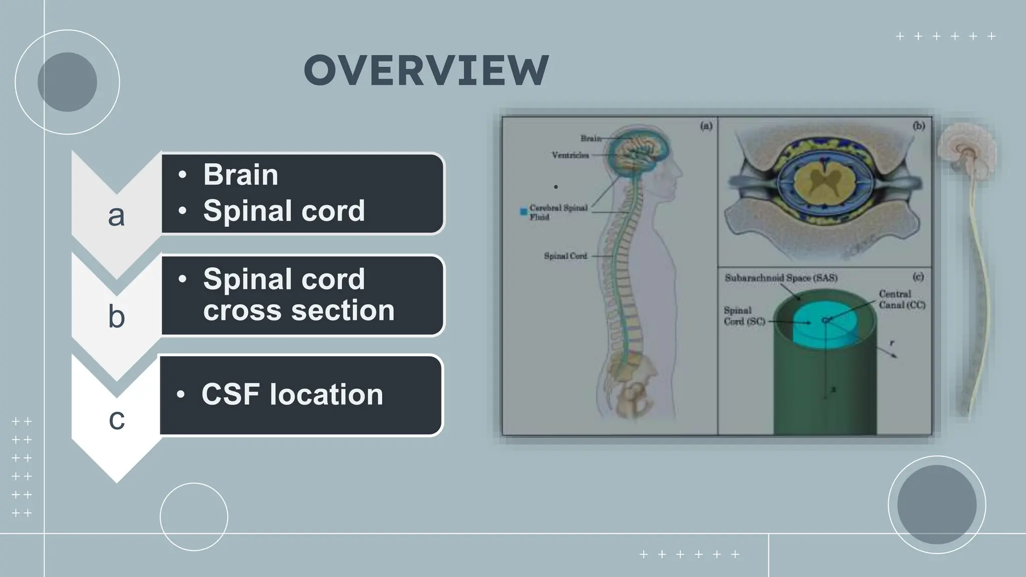 Animated ppt of spinal cord.pptx | First Aid | Injuries