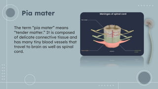 Animated ppt of spinal cord.pptx