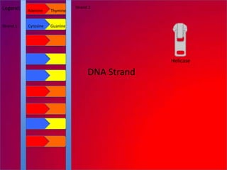 Animation dna | PPTX