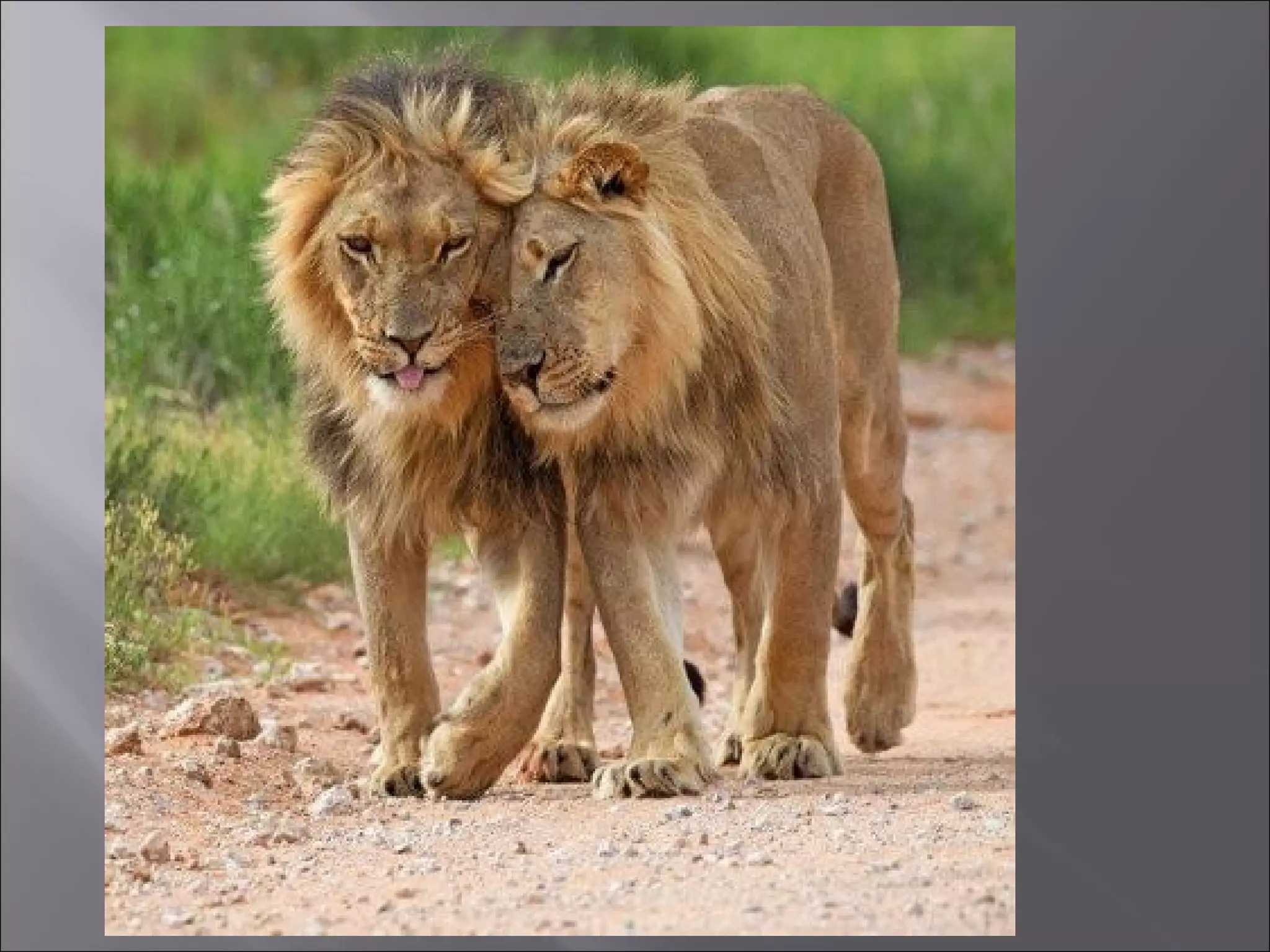 Animaux [024] amazing animals | PPS