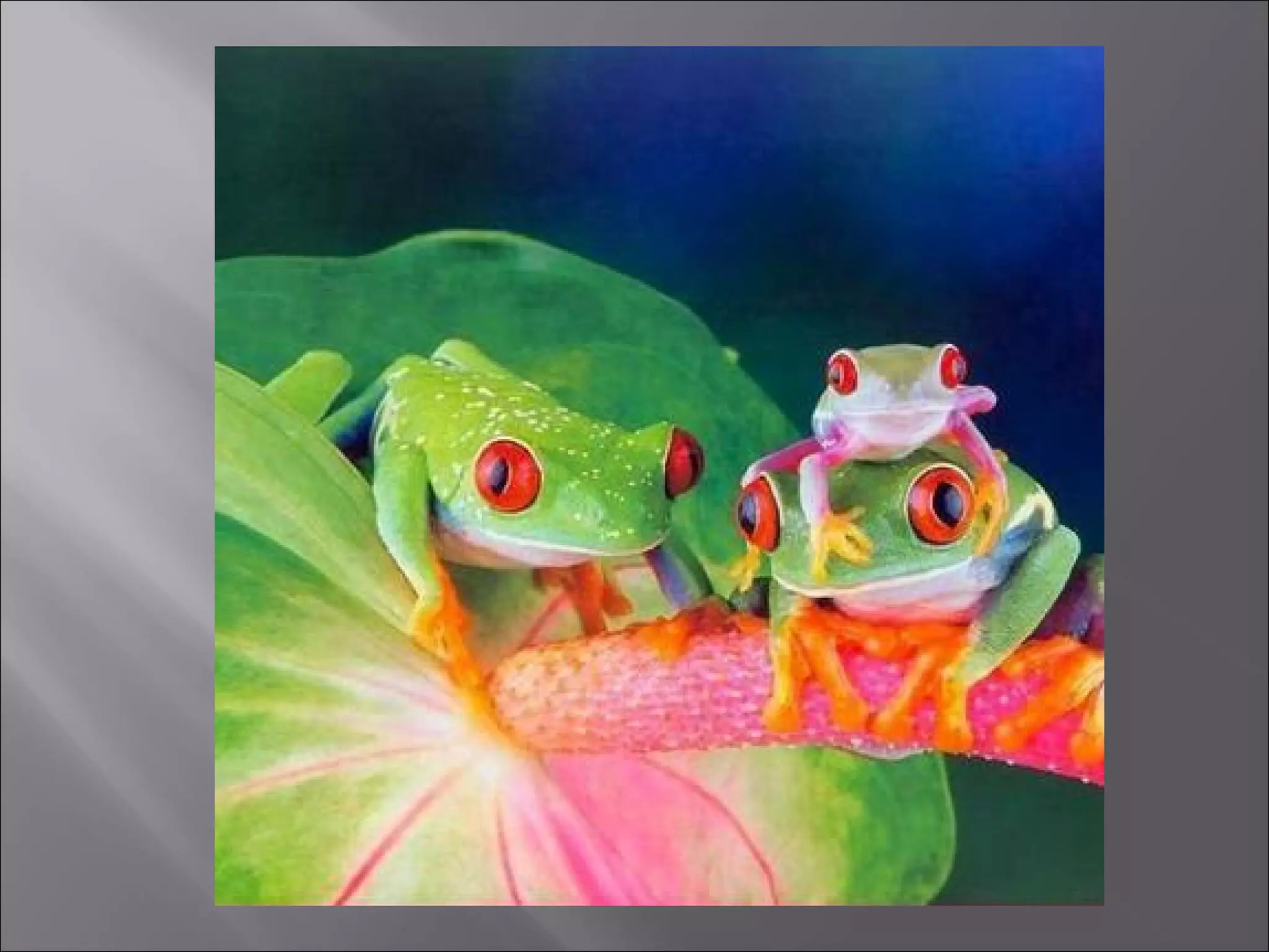 Animaux [024] amazing animals | PPS