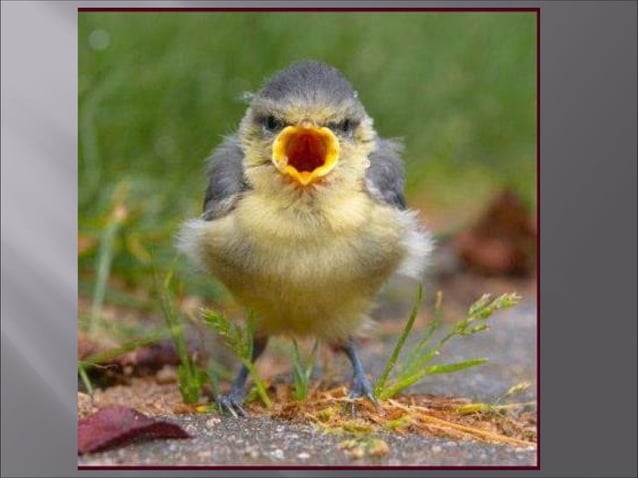 Animaux [024] amazing animals | PPS