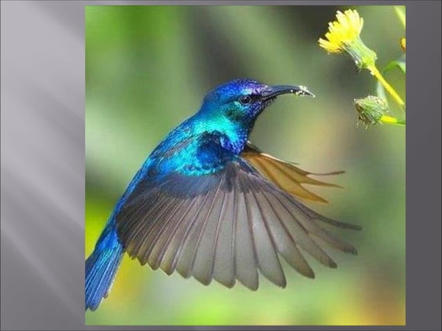 Animaux [024] amazing animals | PPS