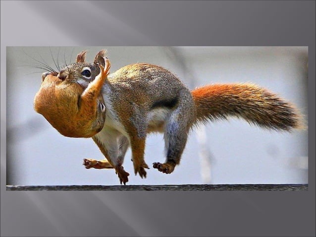 Animaux [024] amazing animals | PPS
