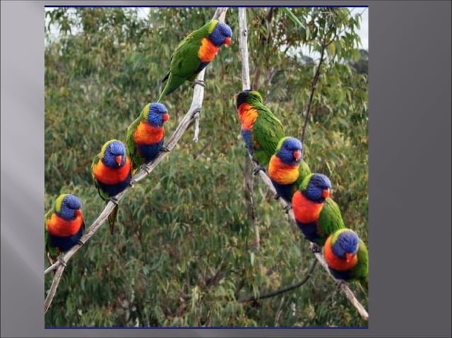 Animaux [024] amazing animals | PPS